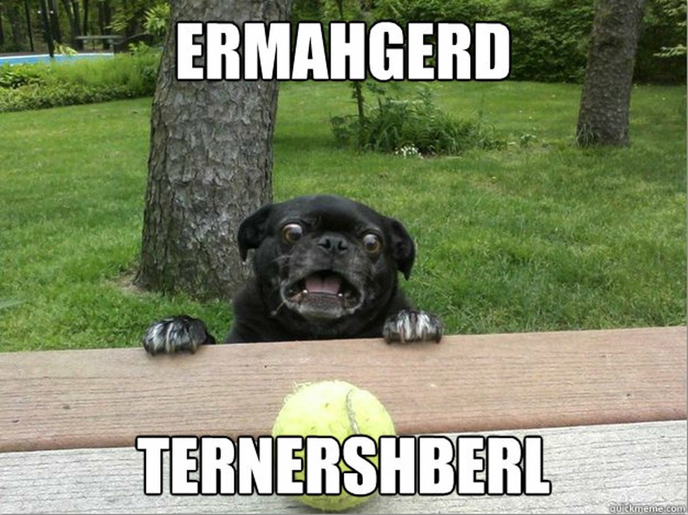 Berks Dog, cachorro latindo para bola é o novo hilário meme da web