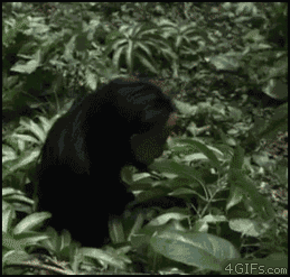 Top 5: gifs para assustar os amigos