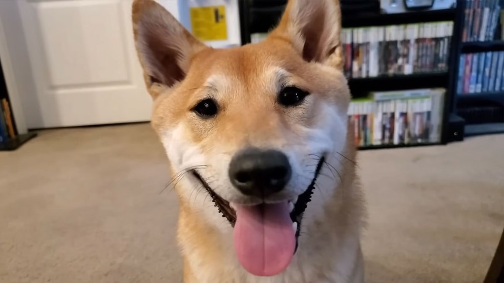 Cachorro gamer vai tentar bater próprio recorde em jogo durante evento