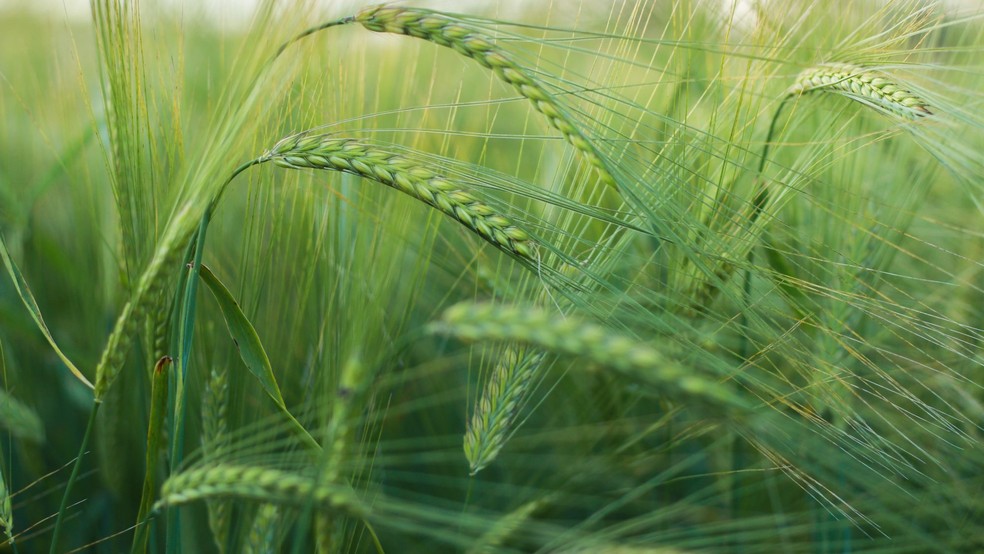 Flor do nascimento coreana: conheça a planta do seu dia segundo a tradição