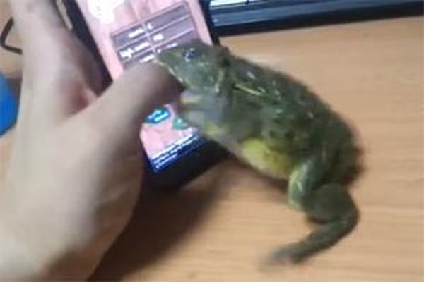 Sapo brinca com iPhone e surpreende seu dono