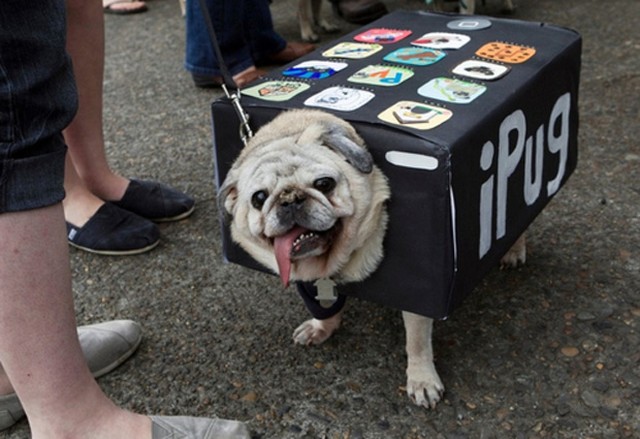 Pug + Apple = iPug