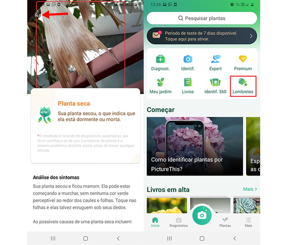Aplicativo para identificar plantas: como usar o Picture This