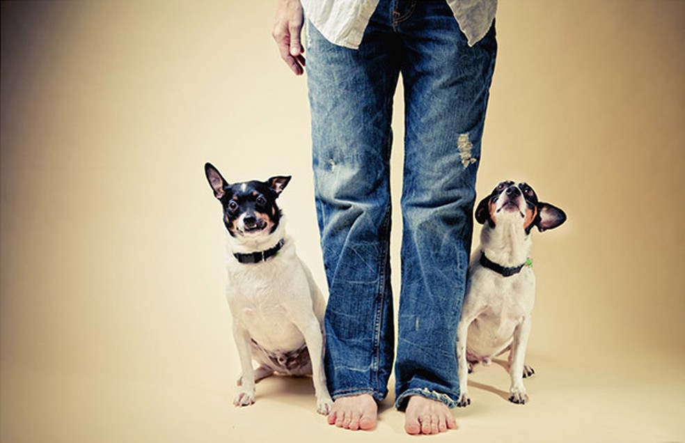 Retratos de cachorros são a especialidade de fotógrafa americana