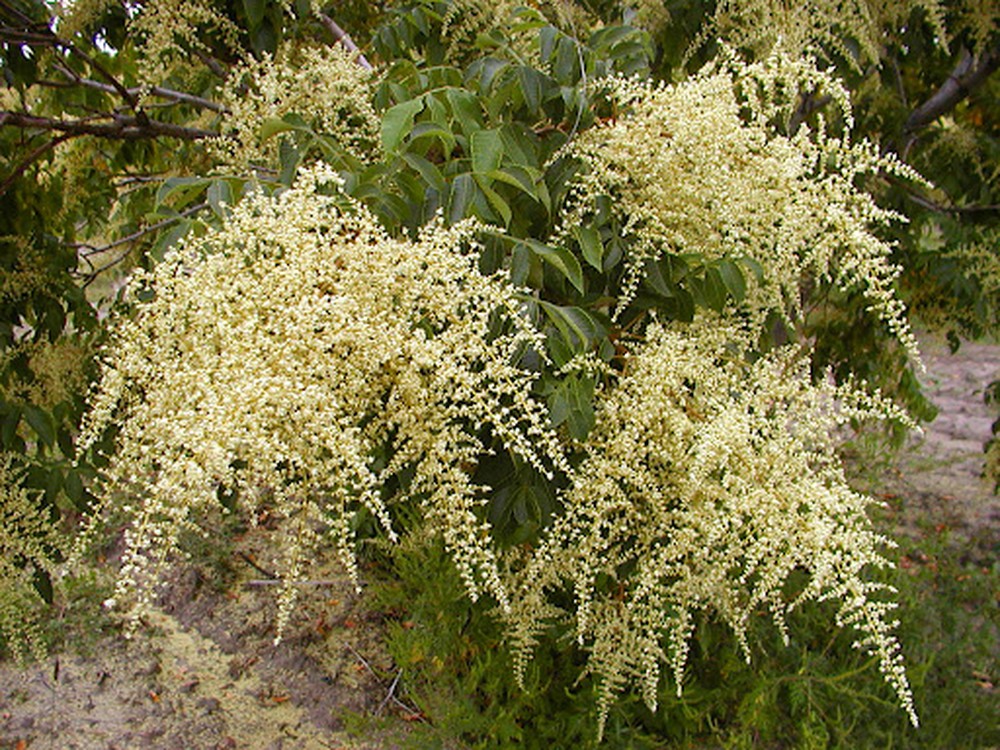Flor do nascimento coreana: conheça a planta do seu dia segundo a tradição