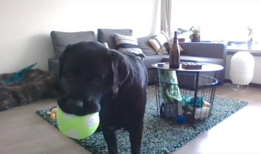 Cientistas criam ‘cachorrofone’ em que dog liga para o próprio dono