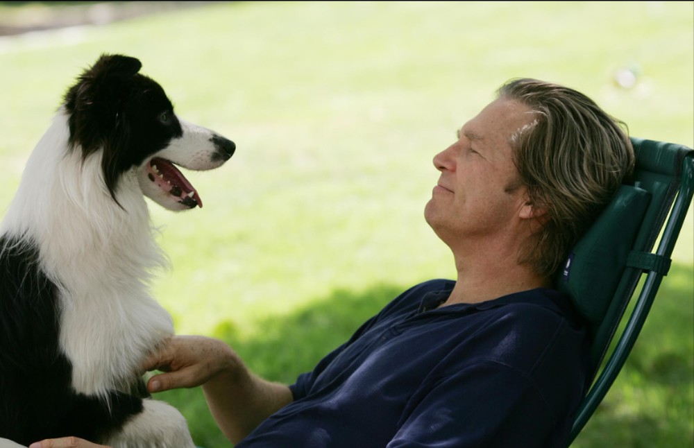 Veja 12 filmes de cachorro obrigatórios para quem ama pets