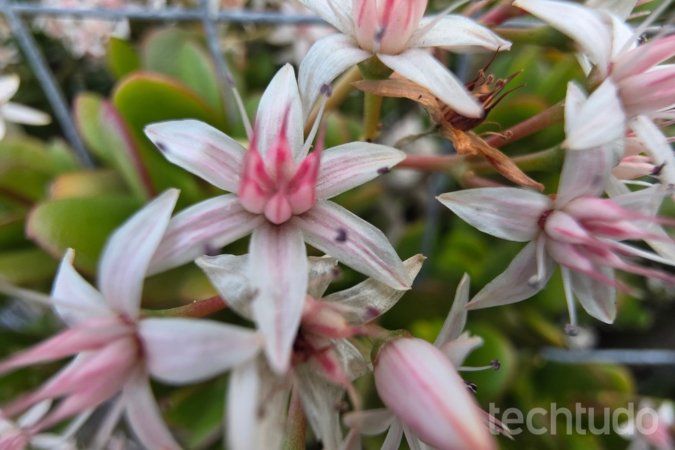 Galaxy S25 Ultra em review: celular repete acertos e traz foco em IA