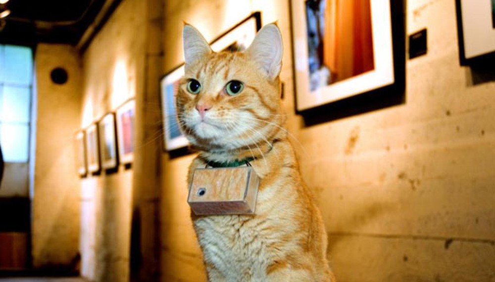 Conheça os animais de estimação mais populares da Internet