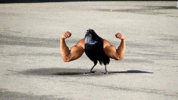 ‘Corvo Insano’ é o novo meme da web