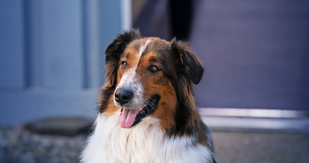 10 filmes de cachorro na Netflix para maratonar com o seu pet