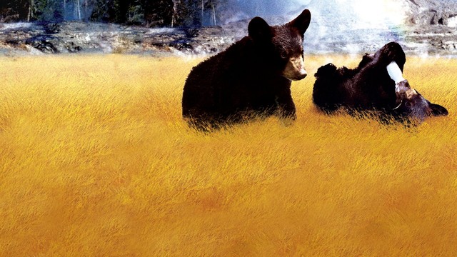 10 filmes de urso que valem a pena assistir hoje mesmo