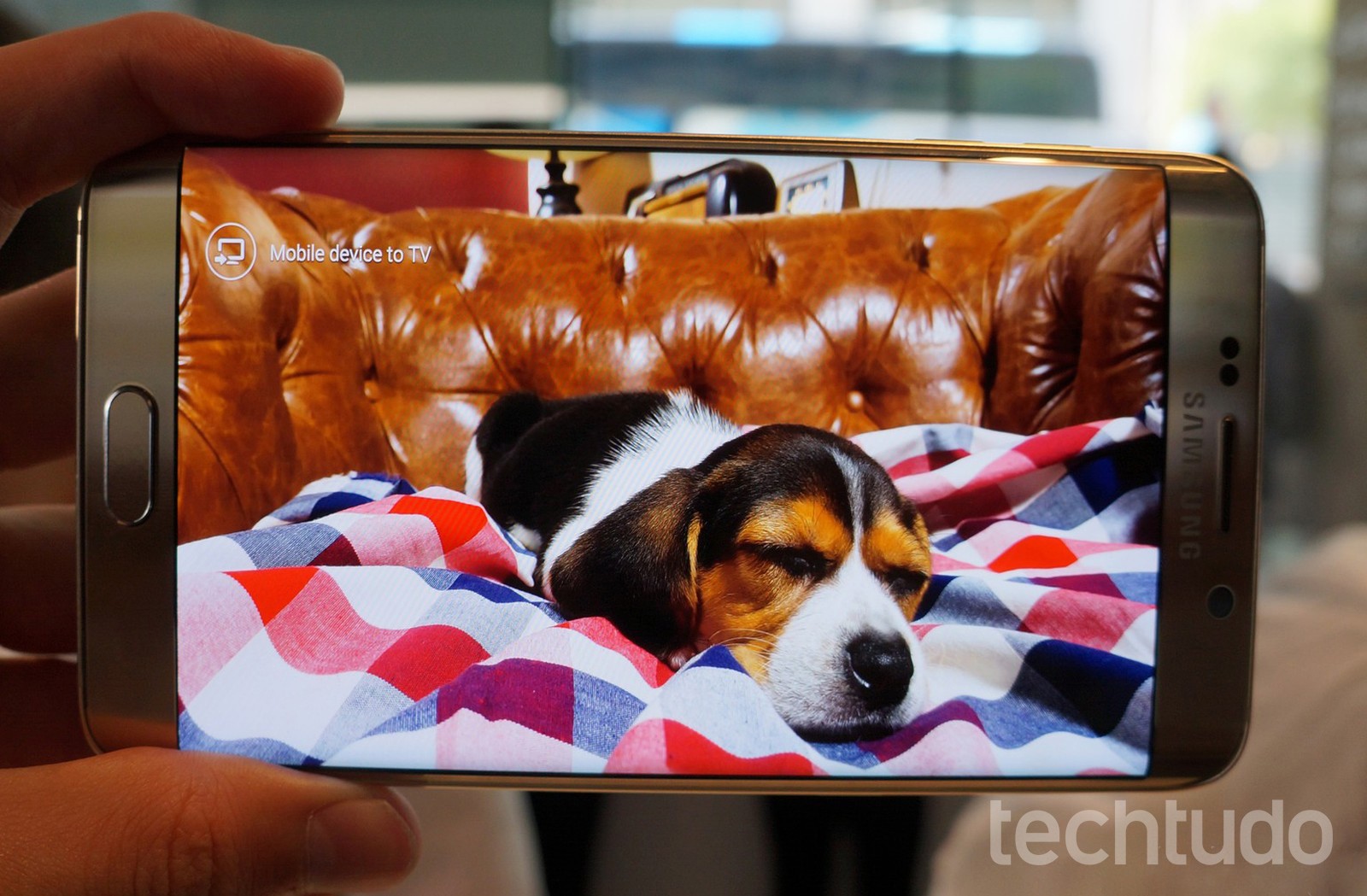 Cachorro ou gato reconhece sua voz pelo celular? Veja o que diz a ciência