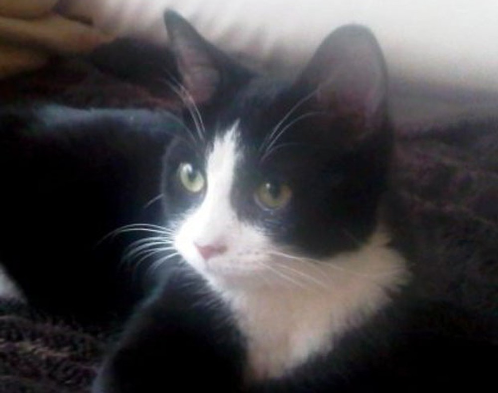 Conheça os animais de estimação mais populares da Internet