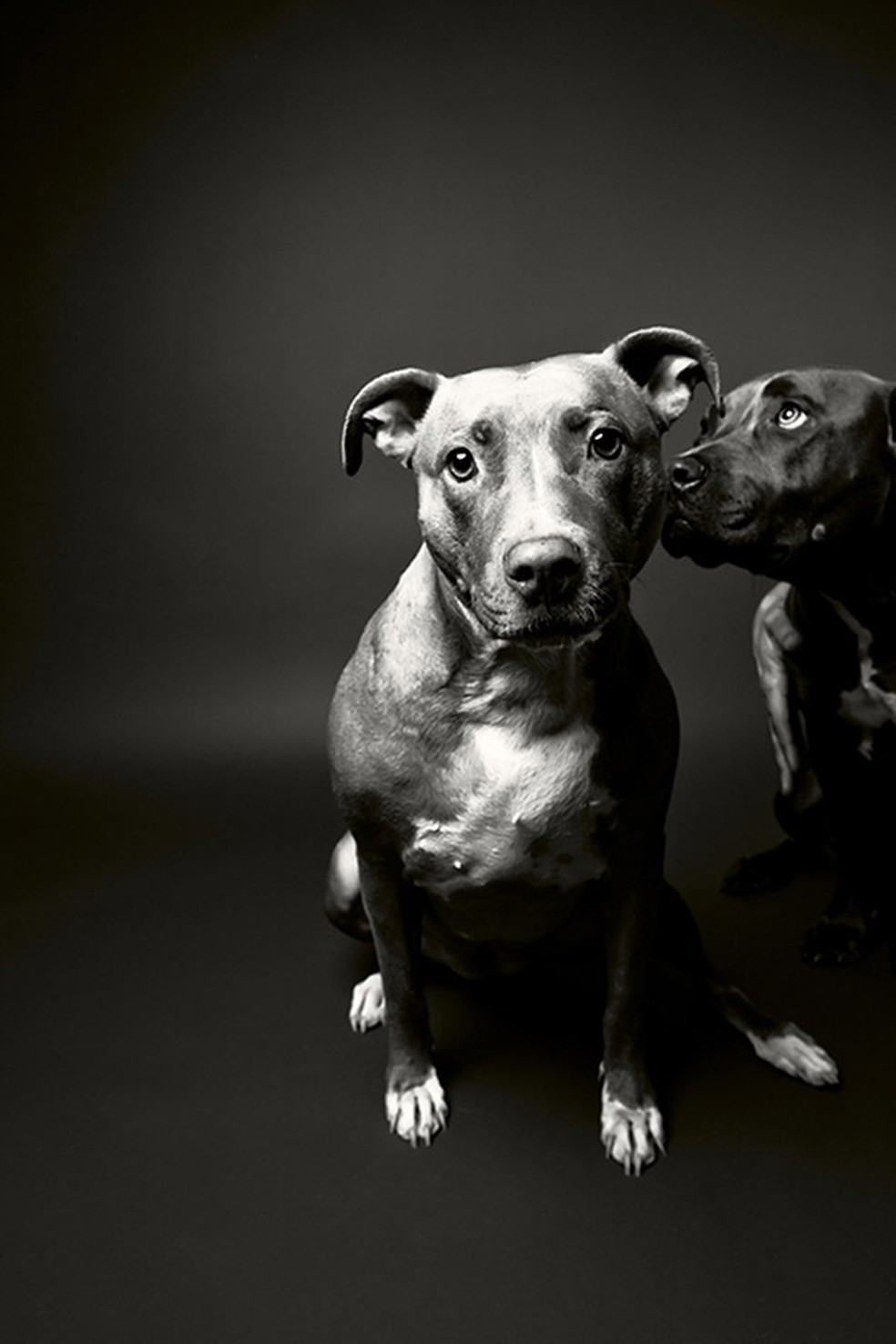 Retratos de cachorros são a especialidade de fotógrafa americana