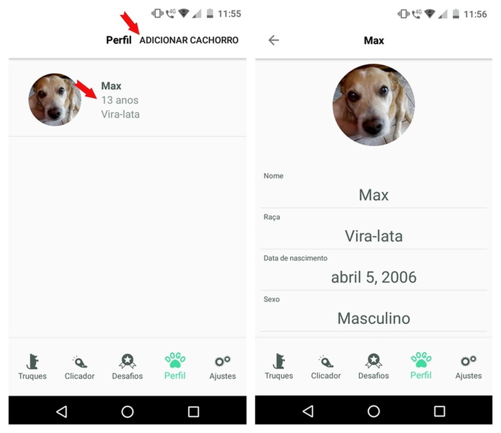 Como ensinar e treinar o seu cachorro com a ajuda do aplicativo Dogo