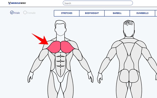 MuscleWiki: como usar site para encontrar exercícios para iniciantes