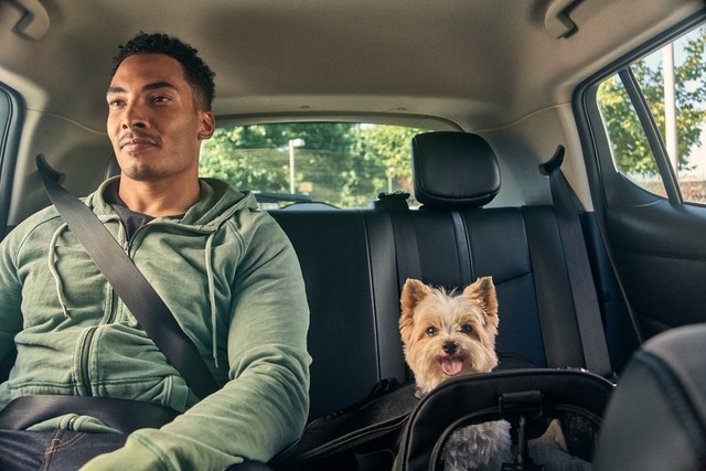 Uber Pet: app lança nova categoria para transportar cães e gatos; confira
