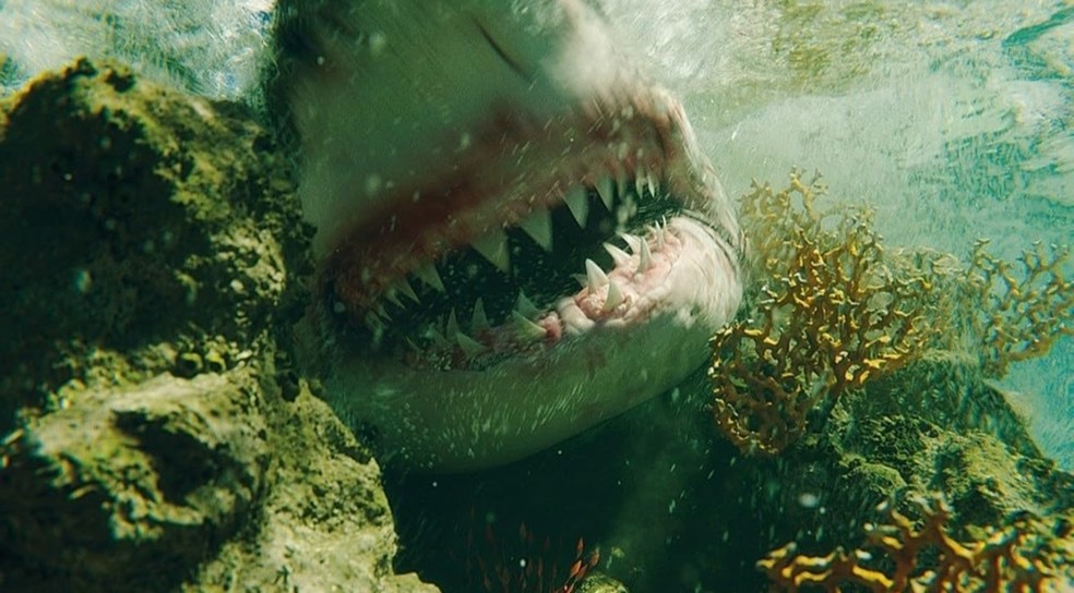 7 filmes de tubarão na Netflix para assistir agora mesmo