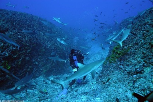 Os 12 melhores filmes de tubarão segundo a crítica (e os 5 piores também)