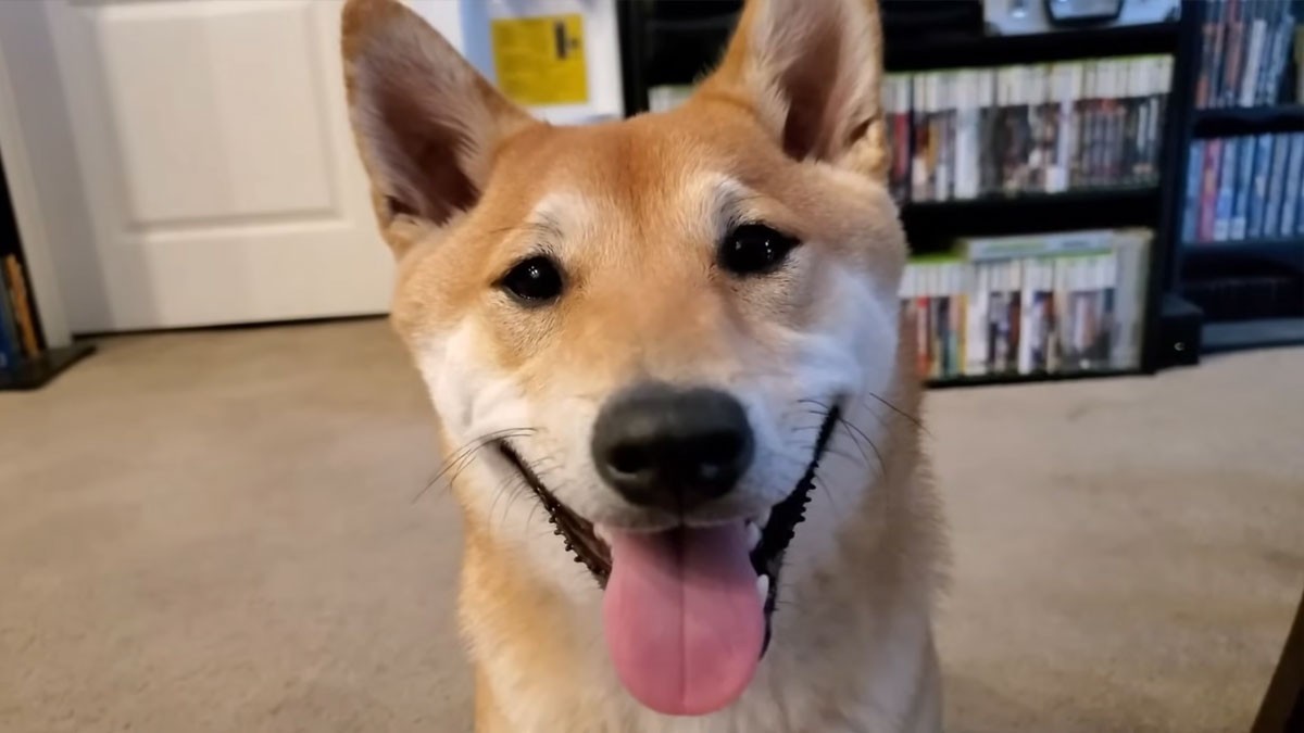 Cachorro gamer vai tentar bater próprio recorde em jogo durante evento