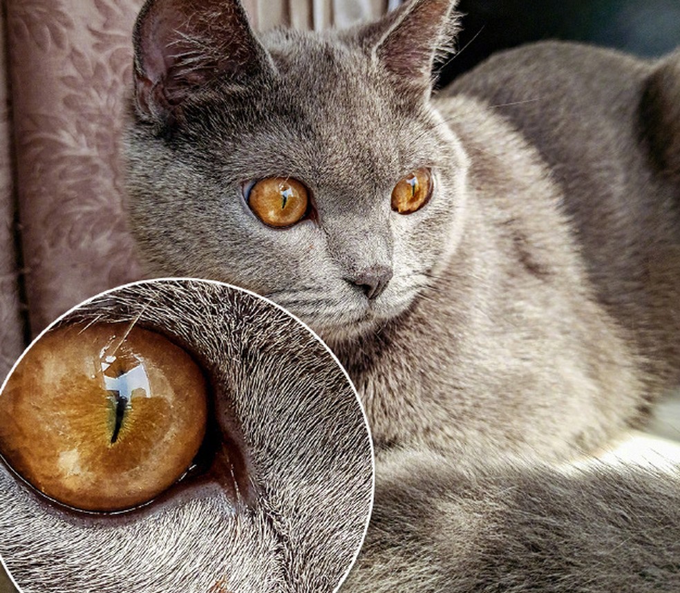 Redmi encanta web com foto feita por celular com câmera de 64 MP