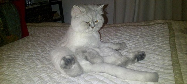 Gatos sentados que nem pessoas: conheça o novo meme da web