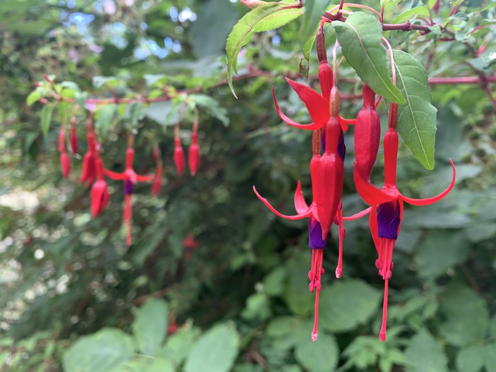 Flor do nascimento coreana: conheça a planta do seu dia segundo a tradição