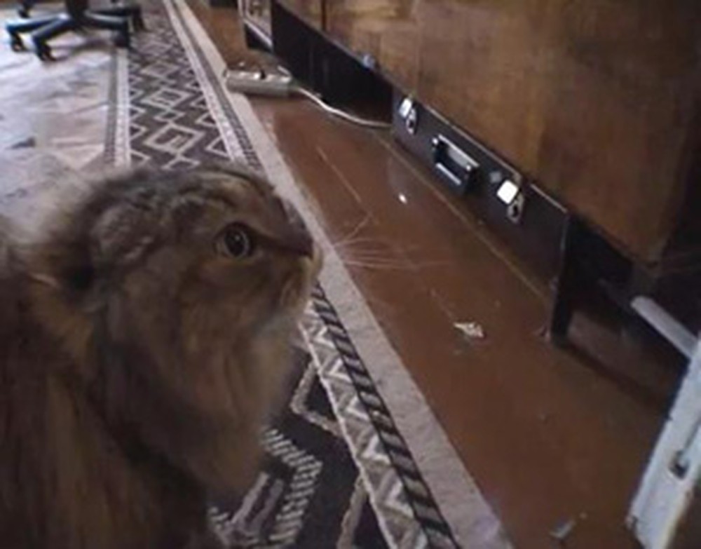 Gato 'chorão' faz sucesso no Youtube e ganha até versões remixadas