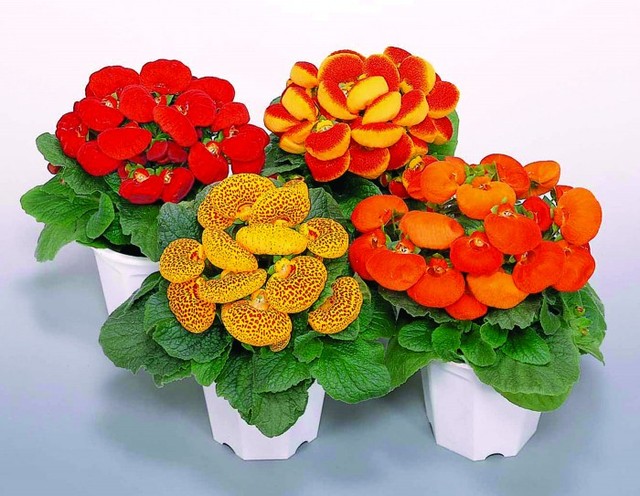 Flor do nascimento coreana: conheça a planta do seu dia segundo a tradição