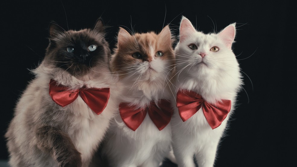 Lançamentos da Netflix em agosto: veja estreias de filmes e séries