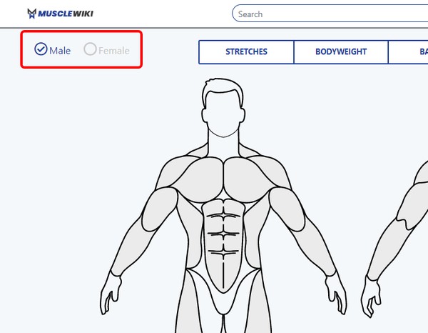 MuscleWiki: como usar site para encontrar exercícios para iniciantes