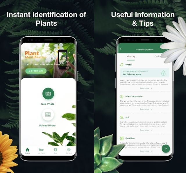 Seis aplicativos para identificar plantas por fotos e interagir com a natureza