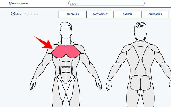 MuscleWiki: como usar site para encontrar exercícios para iniciantes