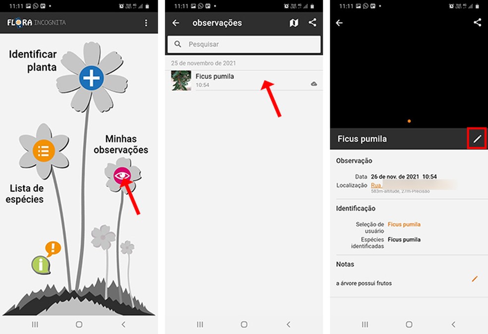 Como usar o app Flora Incognita para identificar plantas pelo celular