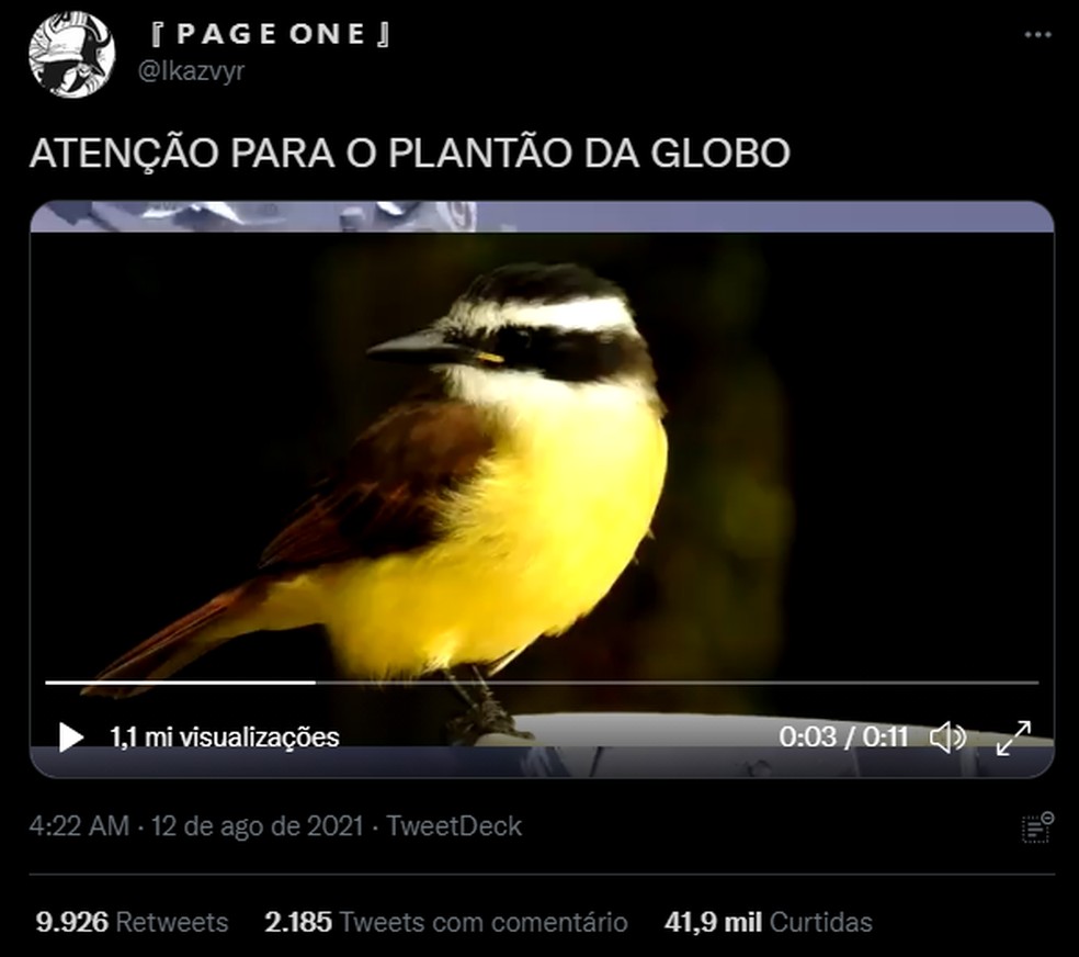 Meme do 'bem-te-vi' faz sucesso na Internet; veja origem e os melhores