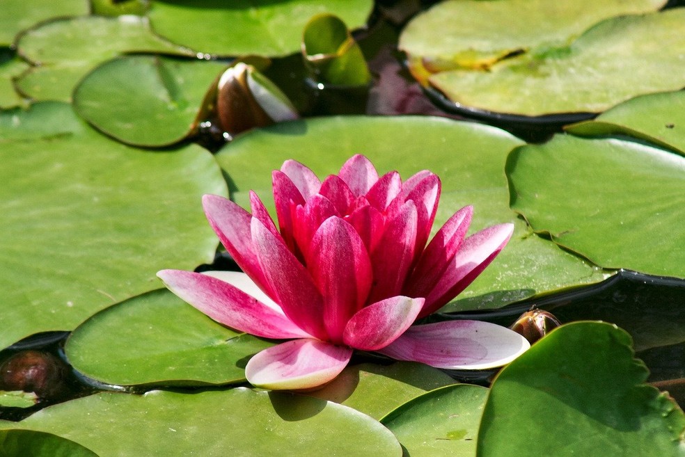 Flor do nascimento coreana: conheça a planta do seu dia segundo a tradição