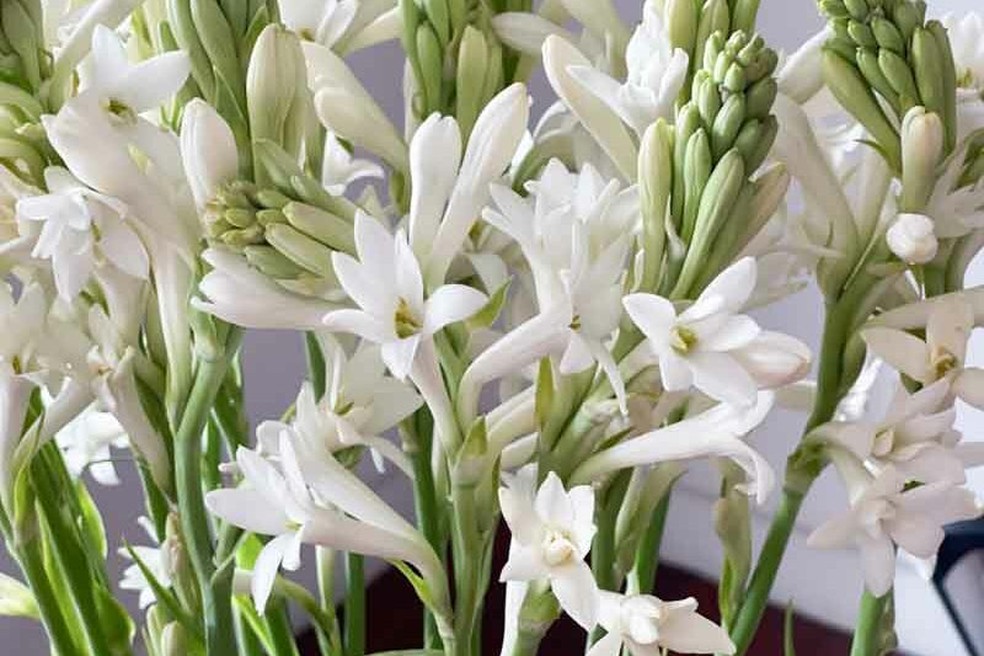 Flor do nascimento coreana: conheça a planta do seu dia segundo a tradição