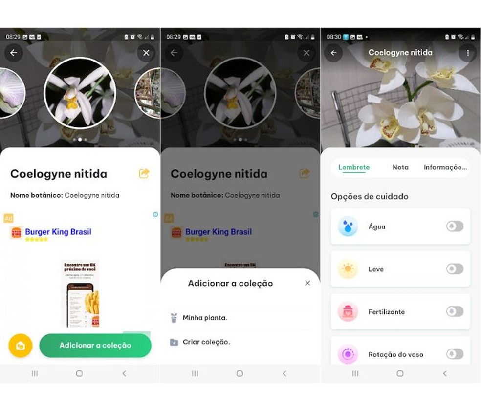 LeafSnap ajuda a identificar, listar e cuidar de plantas; saiba usar