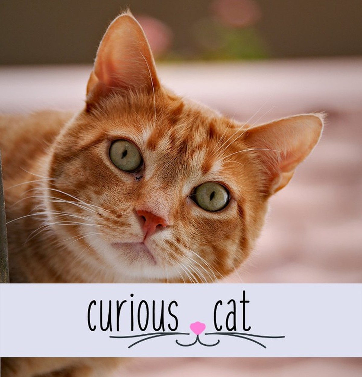 Curious Cat: conheça a nova rede social de perguntas e confissões