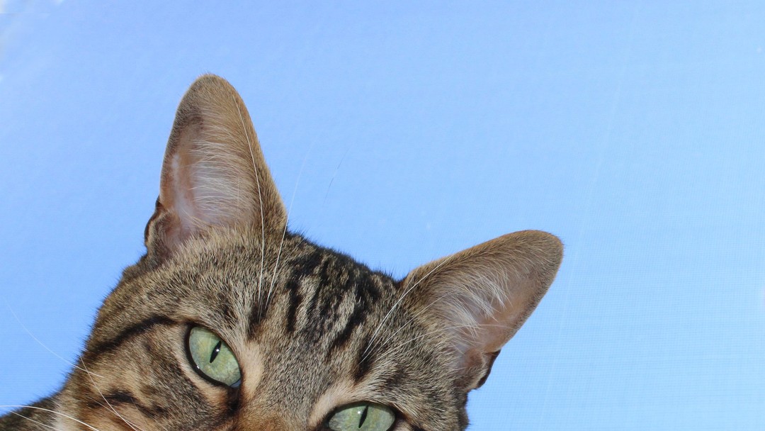 15 filmes de terror slasher bons que vale a pena dar uma chance e assistir