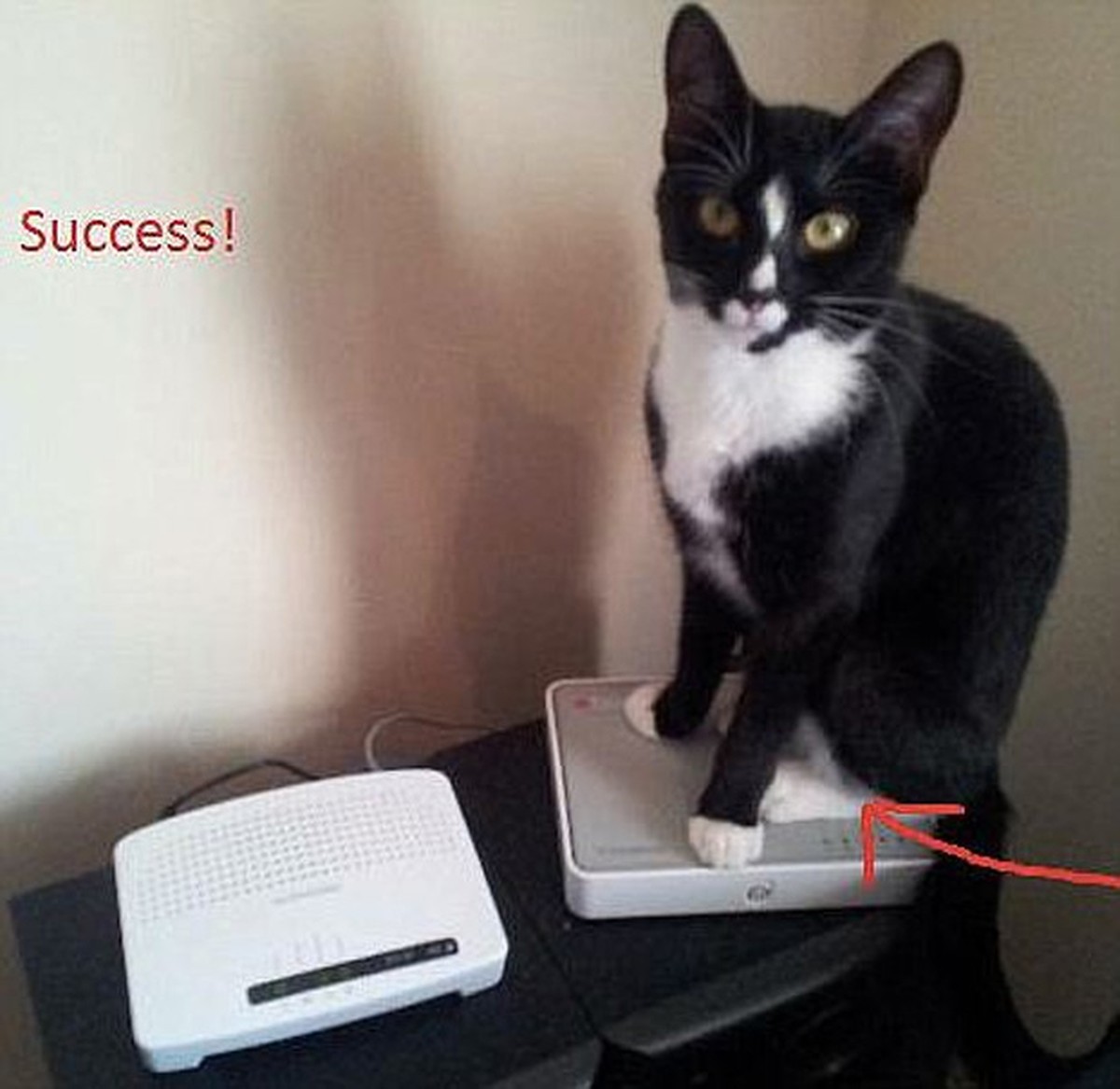 Gato viciado em dormir no roteador desperta curiosidade