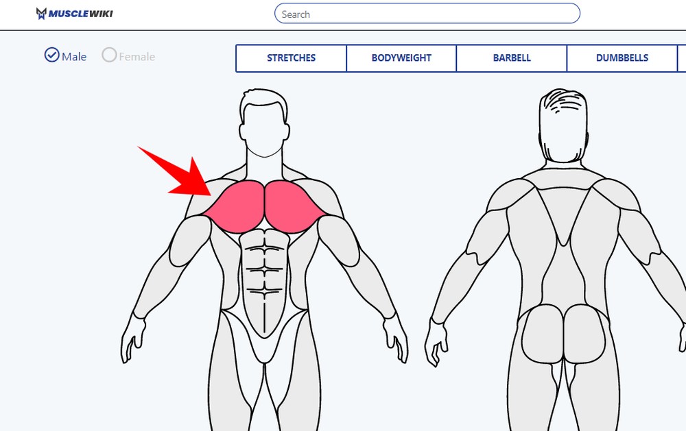 MuscleWiki: como usar site para encontrar exercícios para iniciantes